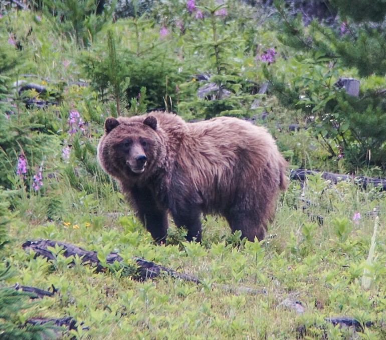 Human/Grizzly Bear Coexistence Project in the Kootenays Gets Funding ...