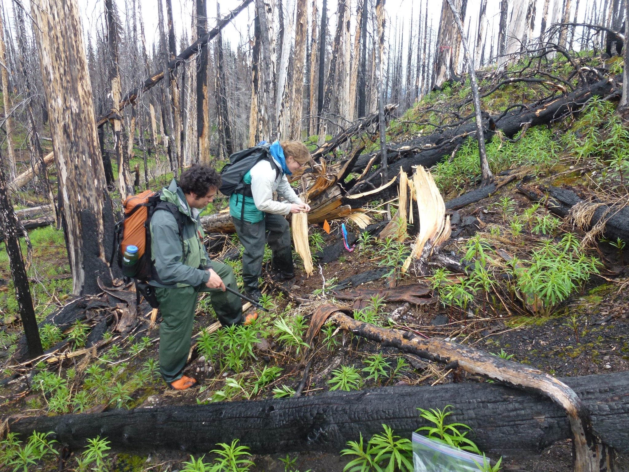 Funding for Replanting of Whitebark Pine Ecosystems in the Skeena ...