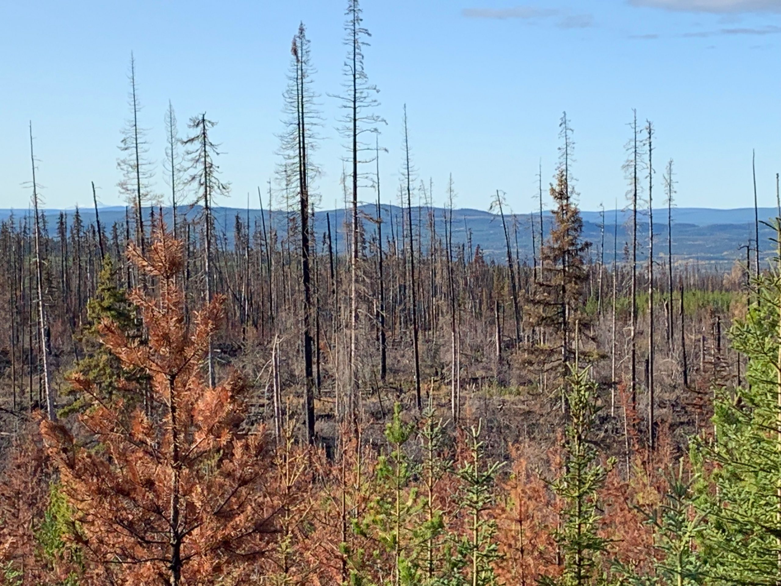 Fire Rehabilitation Work Underway South Of Burns Lake FESBC Fire Rehabilitation Work Underway South Of Burns Lake FESBC