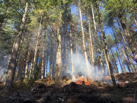 Close to Completion: Wildfire Risk Mitigation Project in Cheakamus ...
