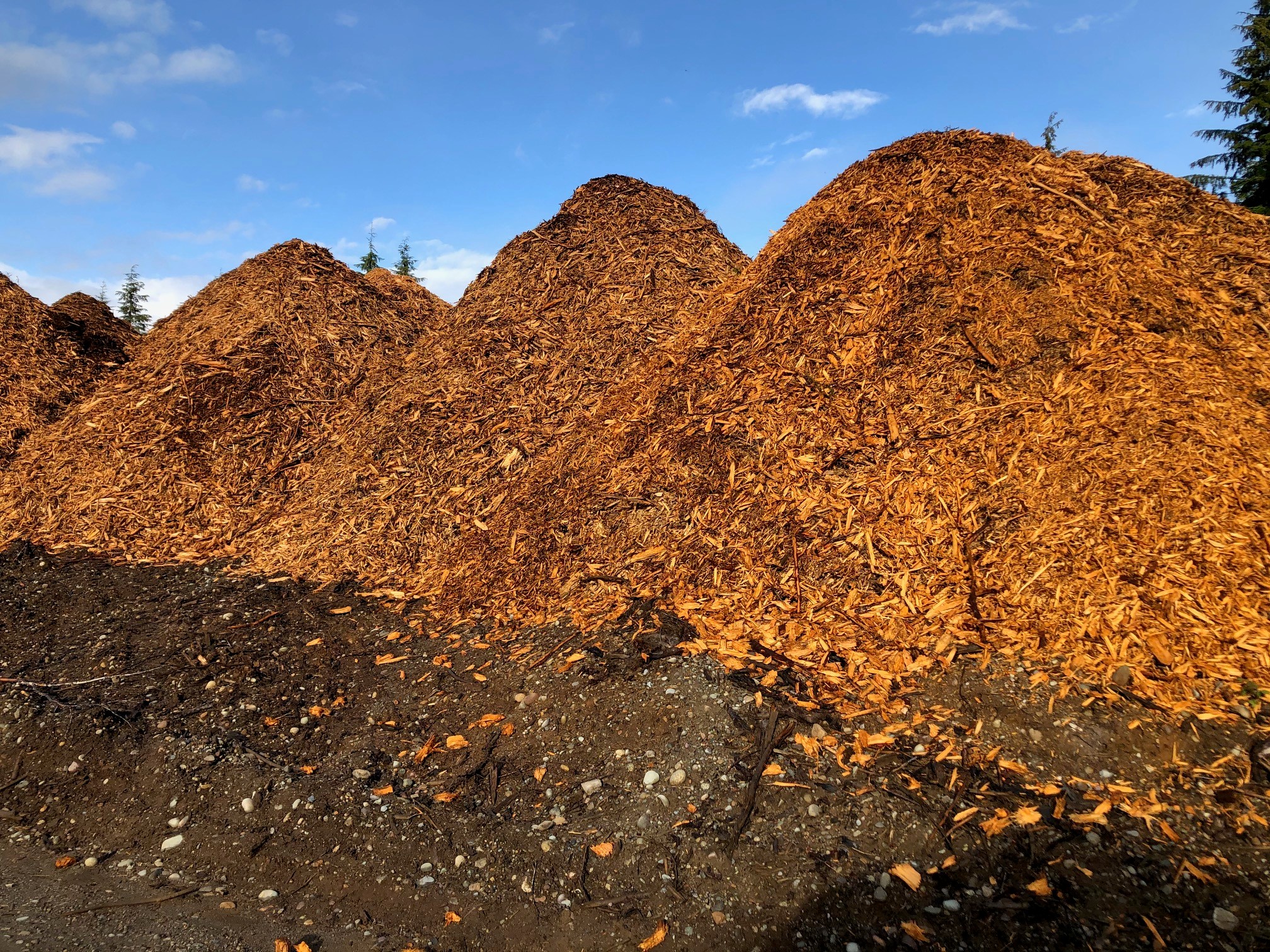 Terrace Community Forest Seeks to Enhance Timber Supply and Wildlife ...