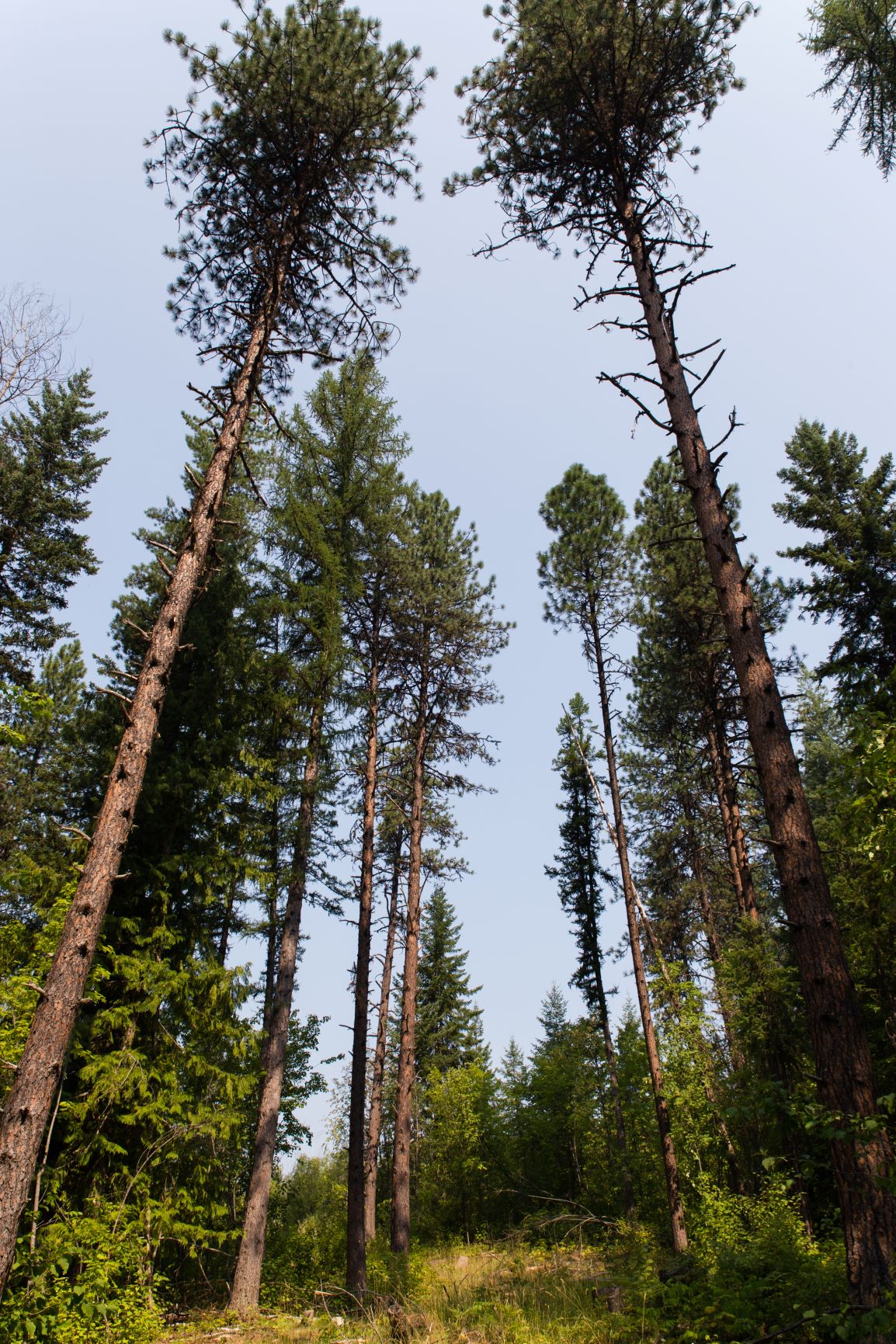 Slocan Valley Wildfire Protection Plan gets Support from the Province ...