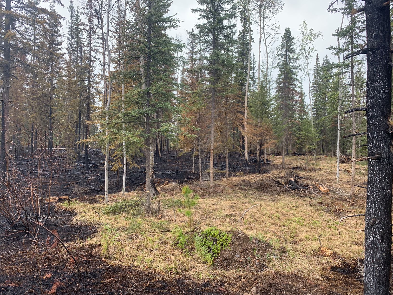 FESBC-funded Project in Nazko Shows Value in Wildfire Risk Mitigation ...