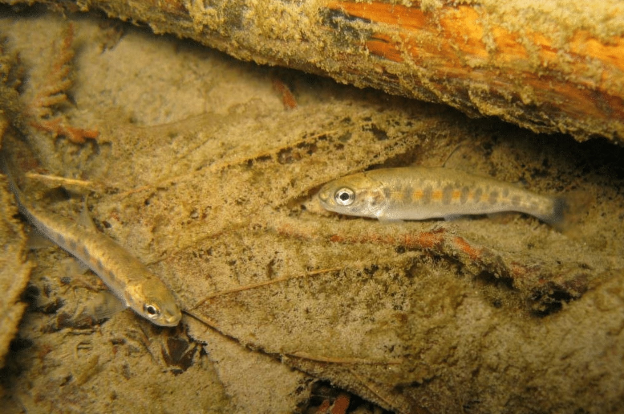 $9.3 Million for Wildlife, Fish and Habitat Including Steelhead in ...