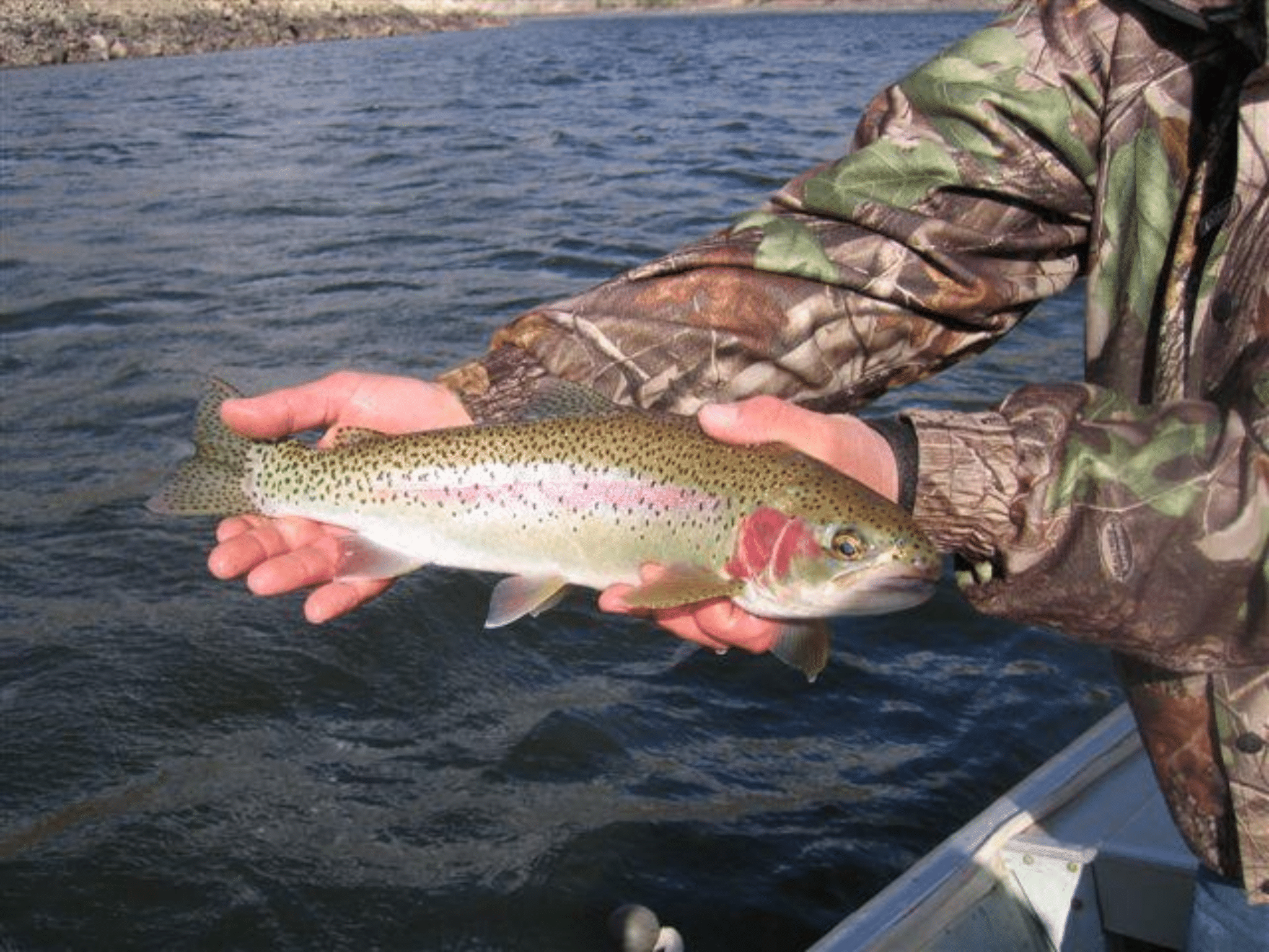 $9.3 Million for Wildlife, Fish and Habitat Including Steelhead in ...