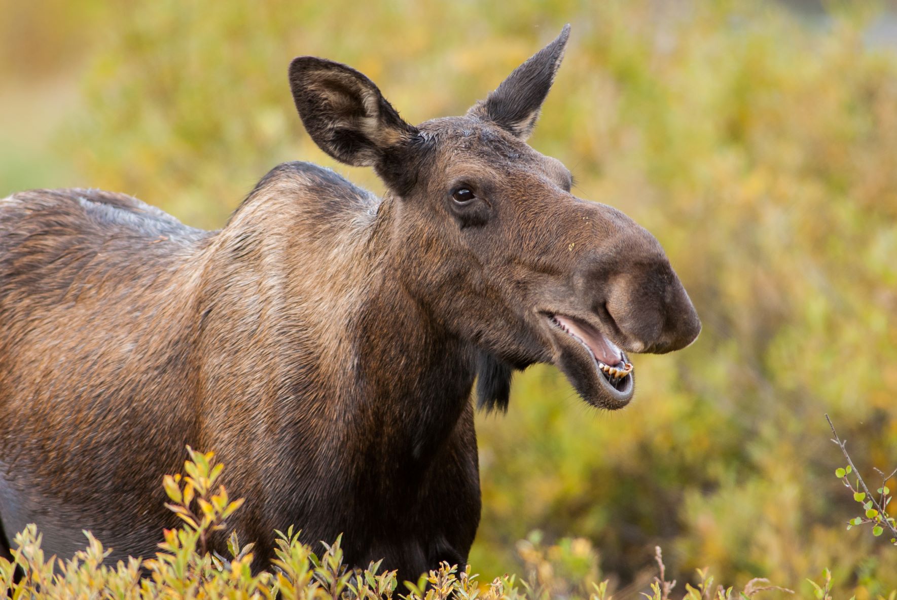 Moose Food Enhancement Project in the Skeena Region Receives Part of $9 ...