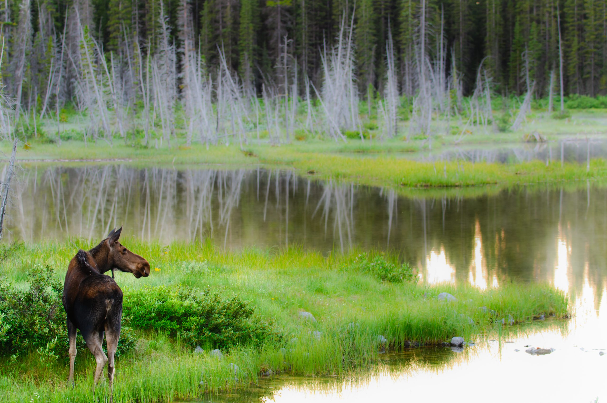 Moose Food Enhancement Project in the Skeena Region Receives Part of $9 ...