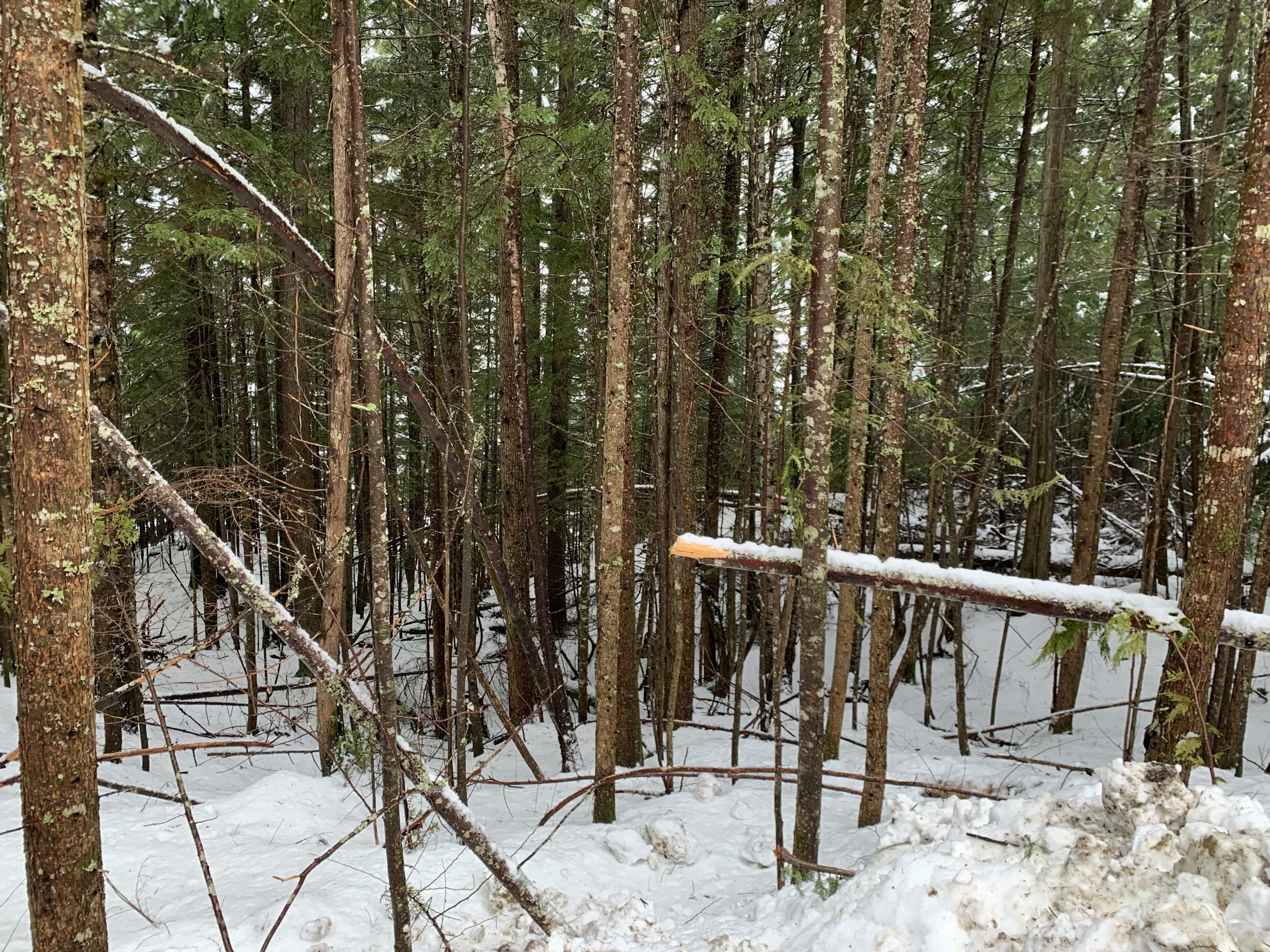 Wildfire Risk Reduction Work Amplifies Local Contractors and ...