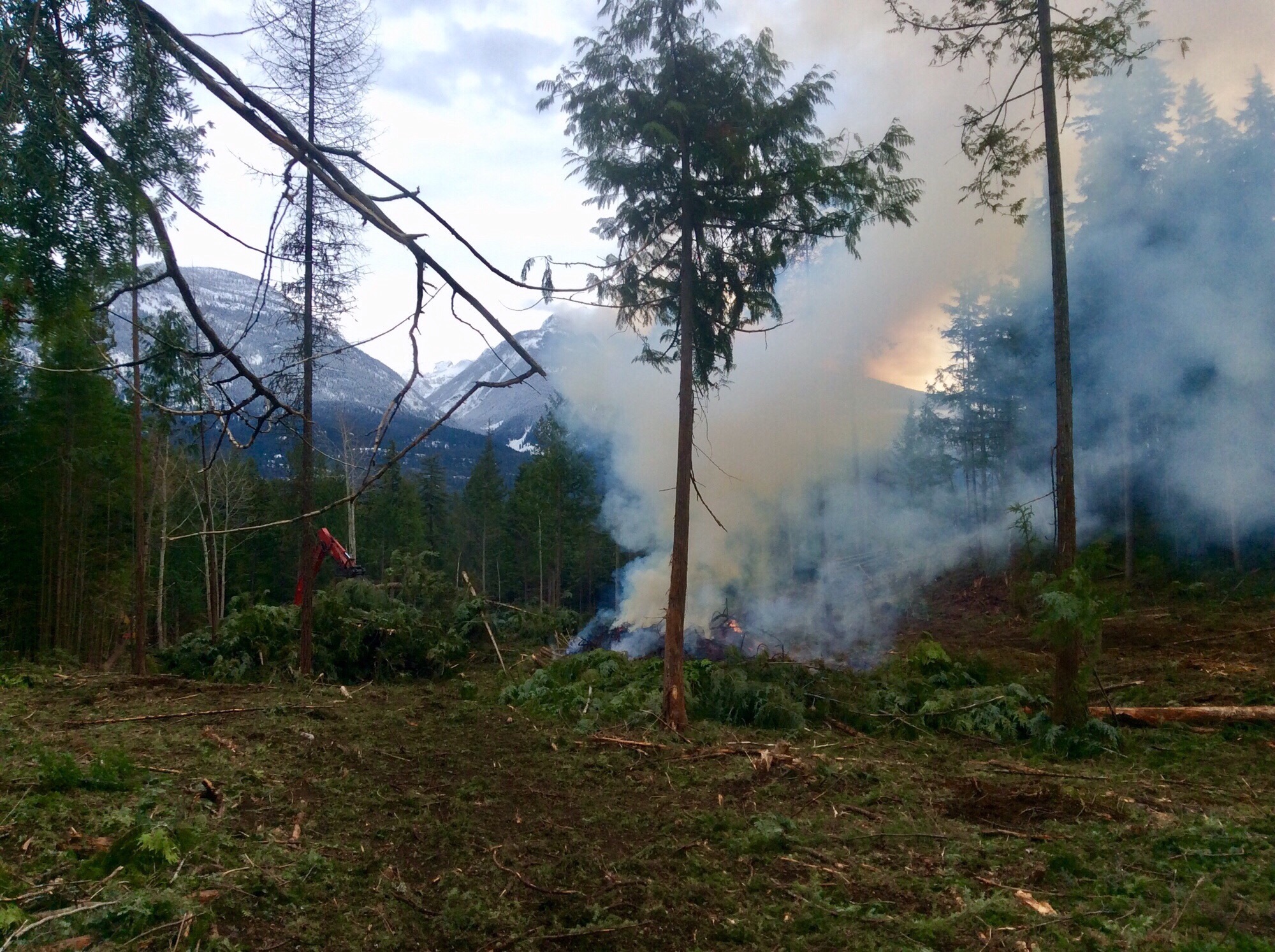 B.C. Community Forests Take Action to Reduce Wildfire Risk : Forest ...