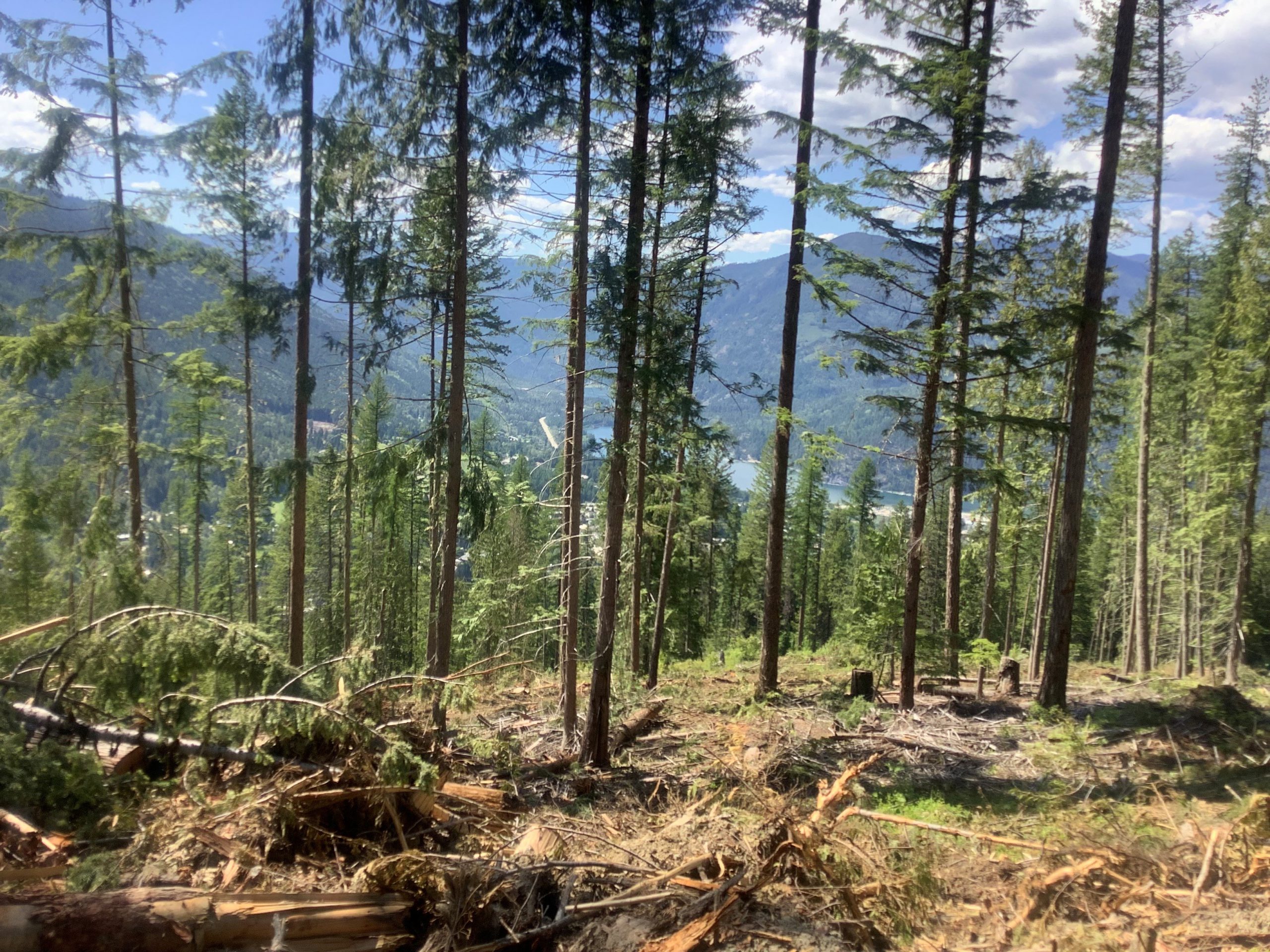 Wildfire Risk Reduction Project an Example of Collaboration : Forest ...