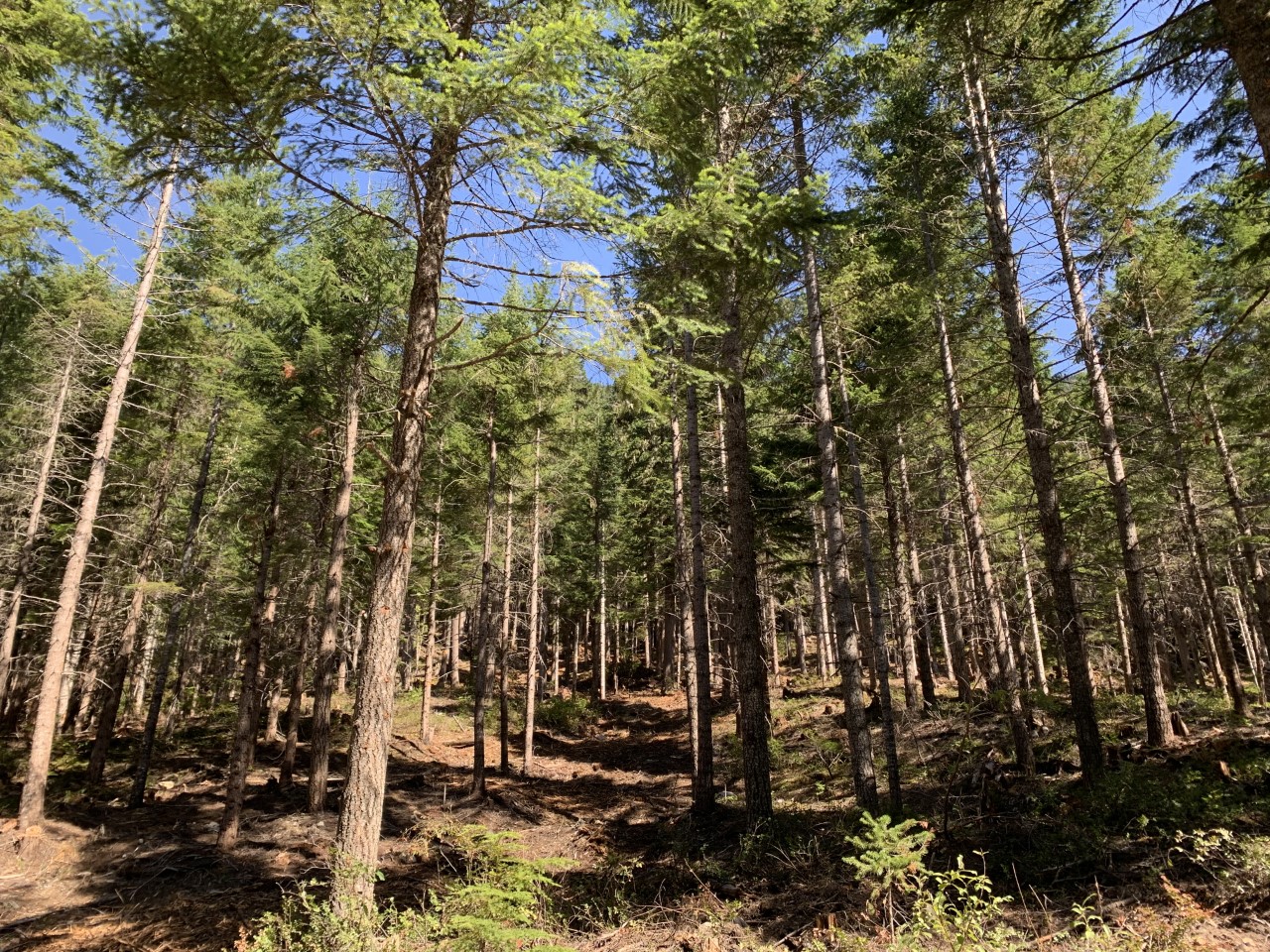 A Community Effort to Reduce Wildfire Risk : Forest Enhancement Society ...