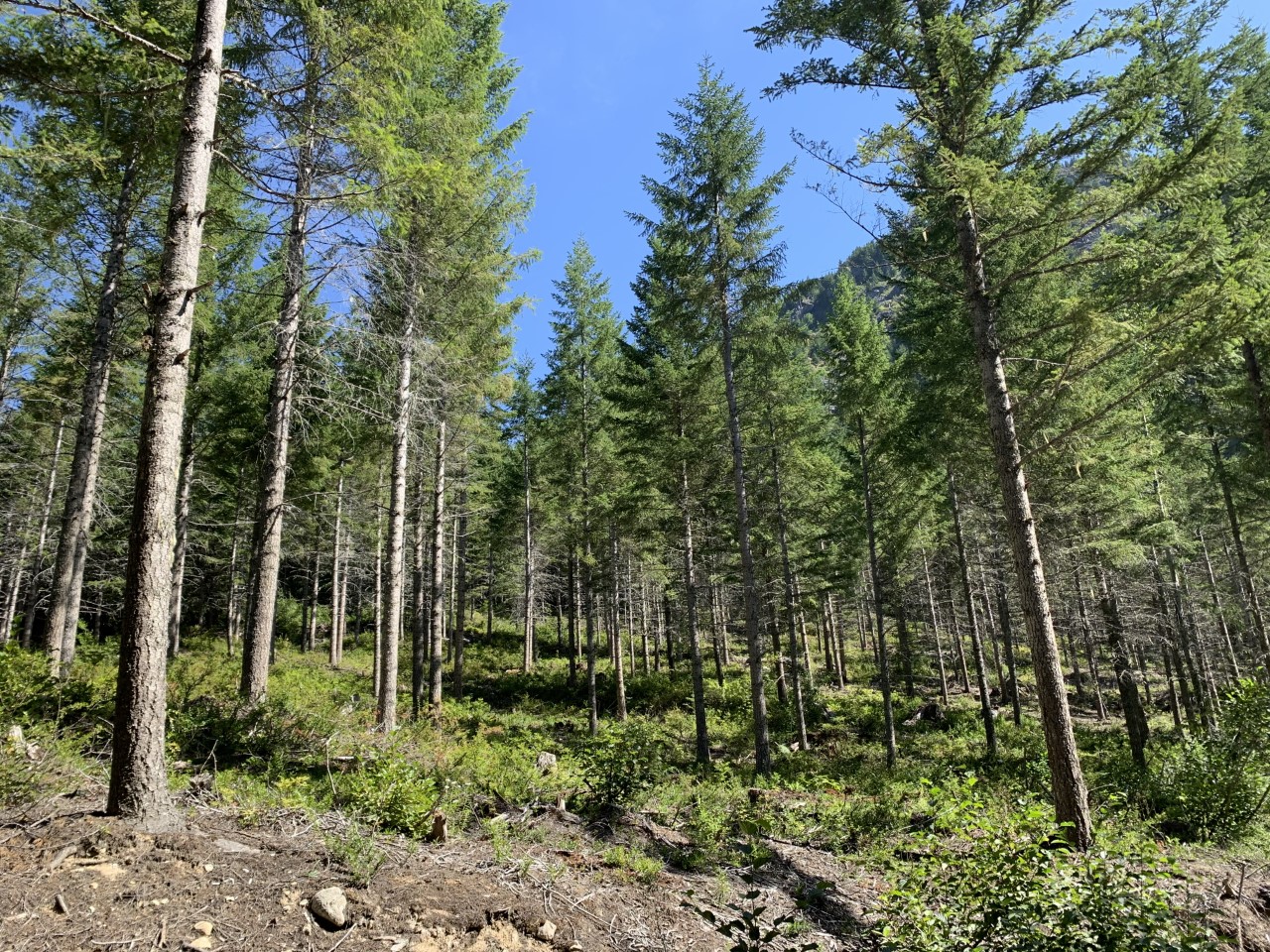 A Community Effort to Reduce Wildfire Risk : Forest Enhancement Society ...