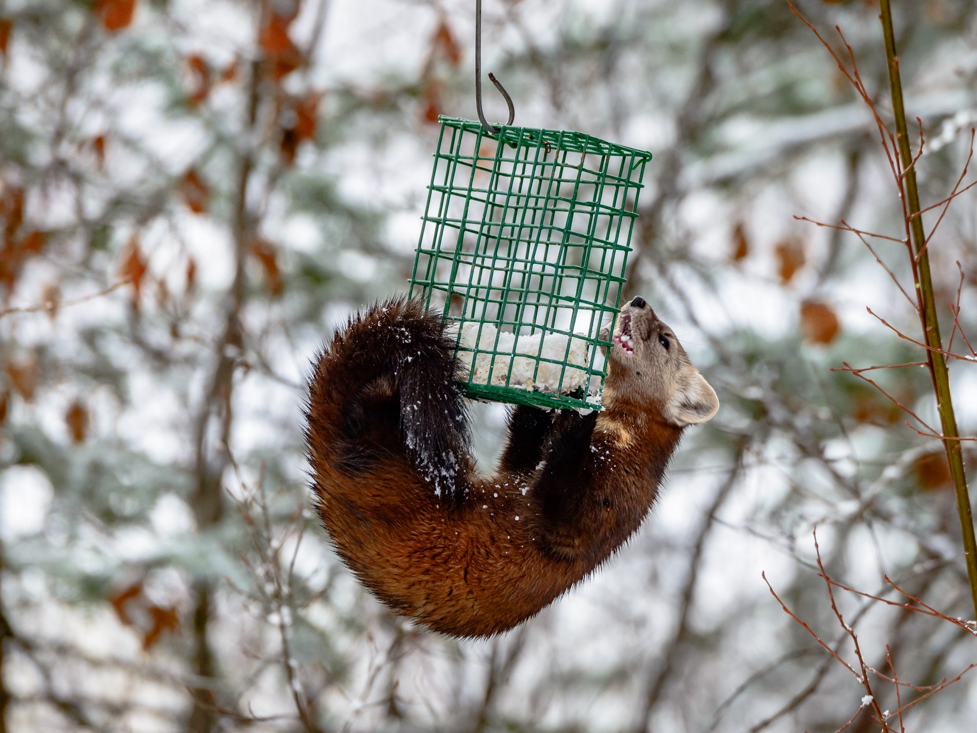 Predator Habitat Use in Partial Logging Areas Study in Skeena Part of ...
