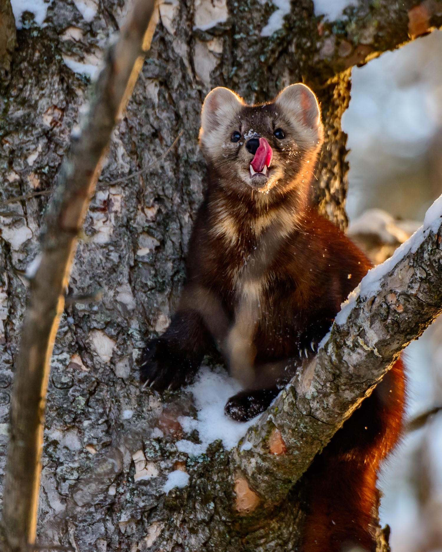 Predator Habitat Use in Partial Logging Areas Study in Skeena Part of ...