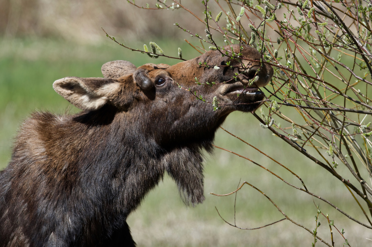 Why Planting Trees is Good for the Environment : Forest Enhancement ...