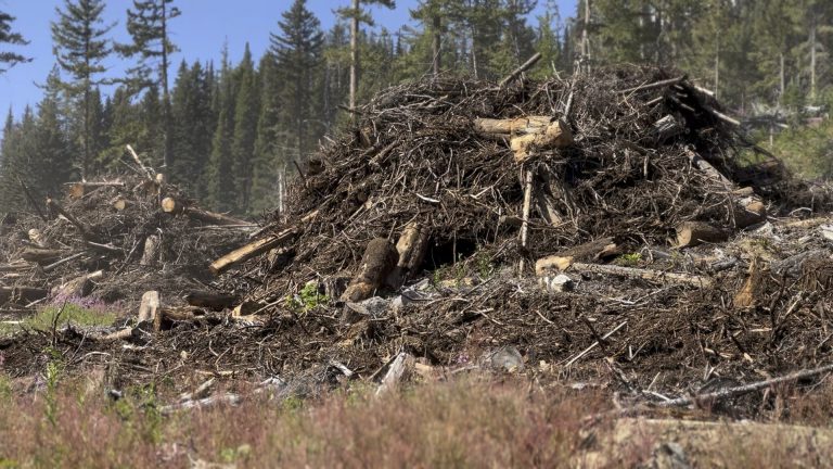 Finding Value in Wood Waste – FESBC – Forest Enhancement Society of BC
