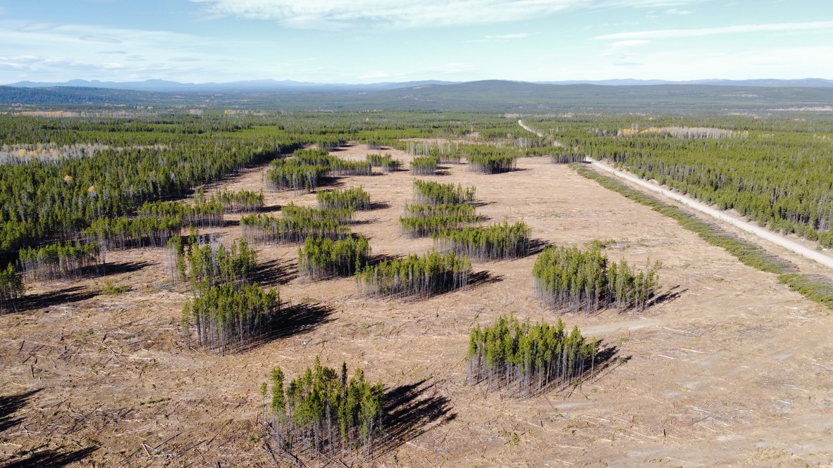 A First Nations-Owned Company’s Focus on Forest Rehabilitation through ...