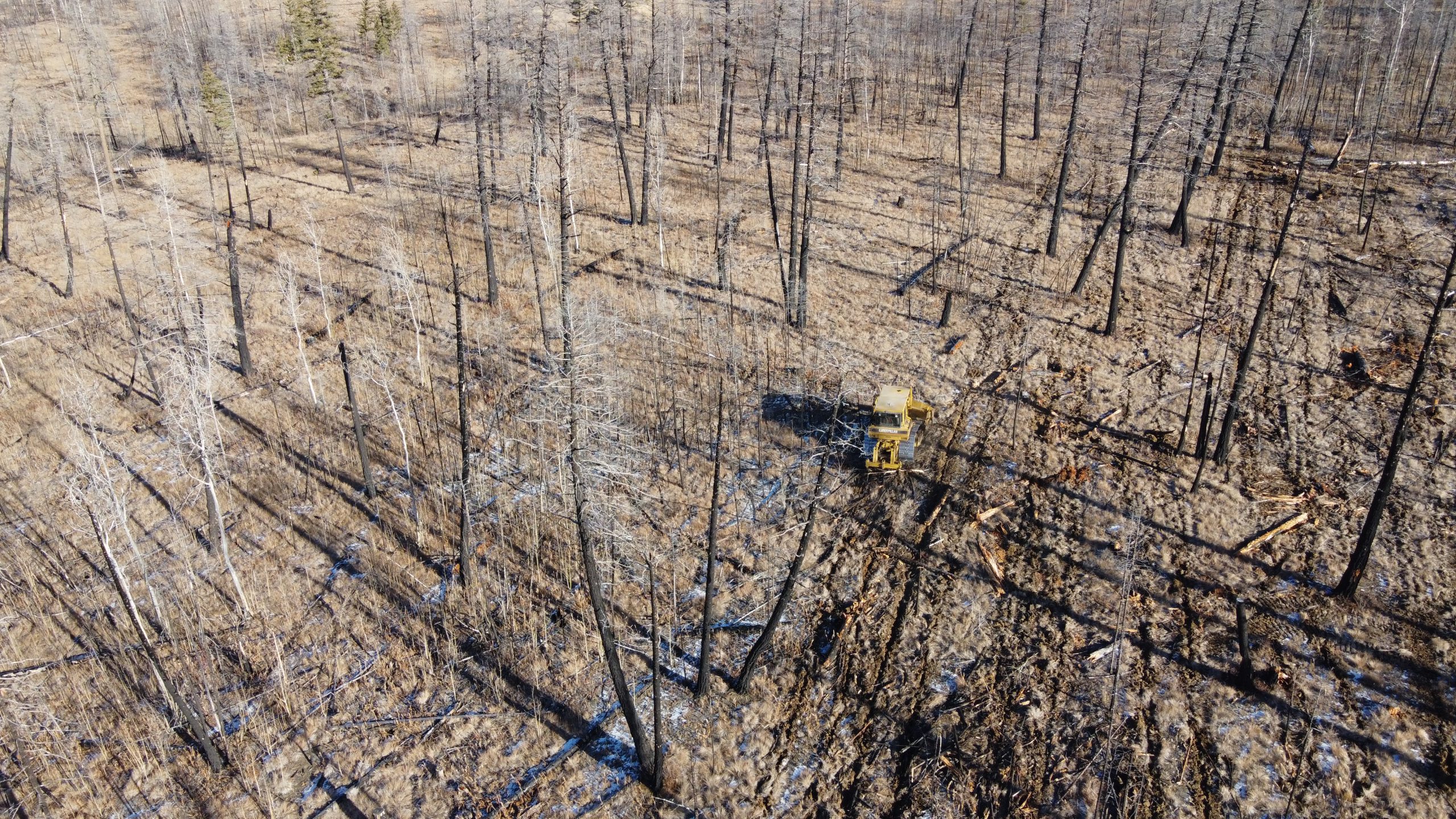A First Nations-Owned Company’s Focus on Forest Rehabilitation through ...