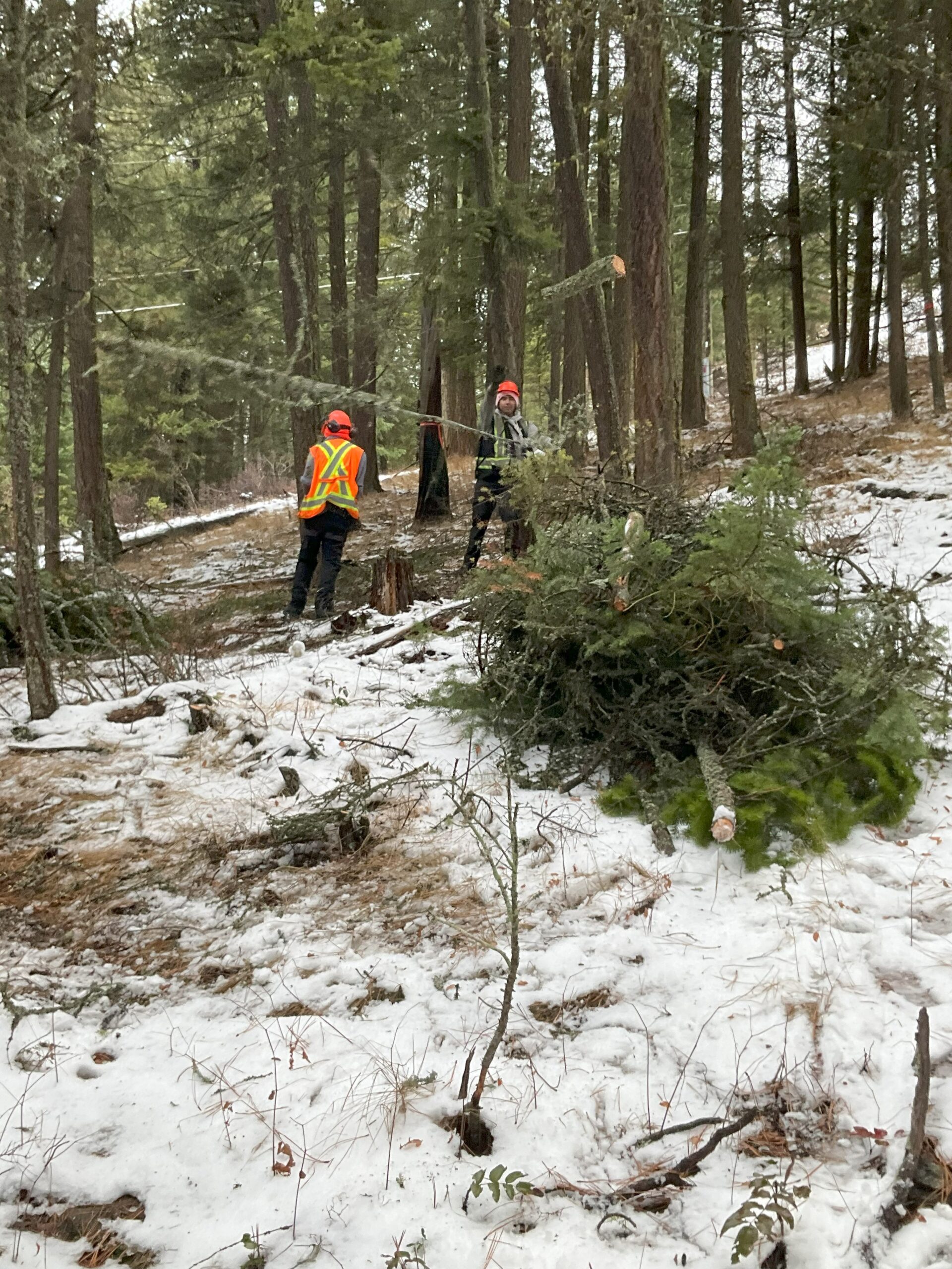 Ntityix Resources LP Enhances Wildfire Mitigation Work in West Kelowna ...