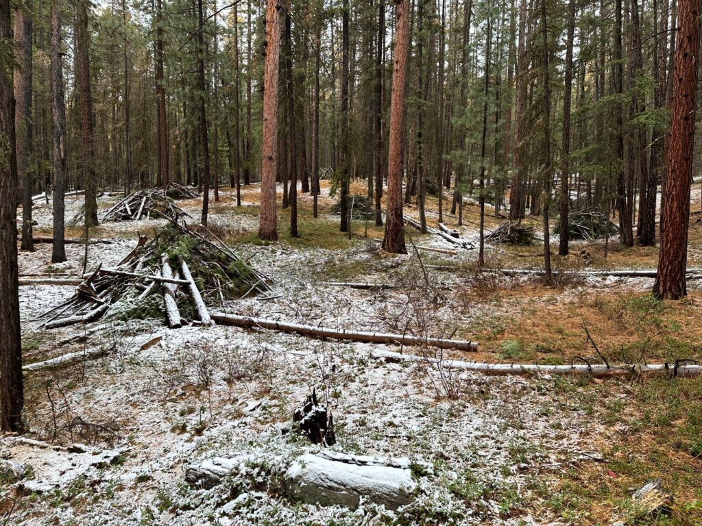 City of Kimberley Advances Wildfire Risk Reduction with Support from ...